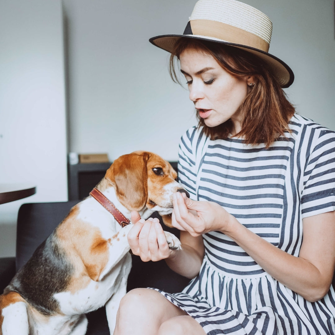 CBD Dog Treats: The Safe & Affordable Dog Sedative for Travel The Happy ...