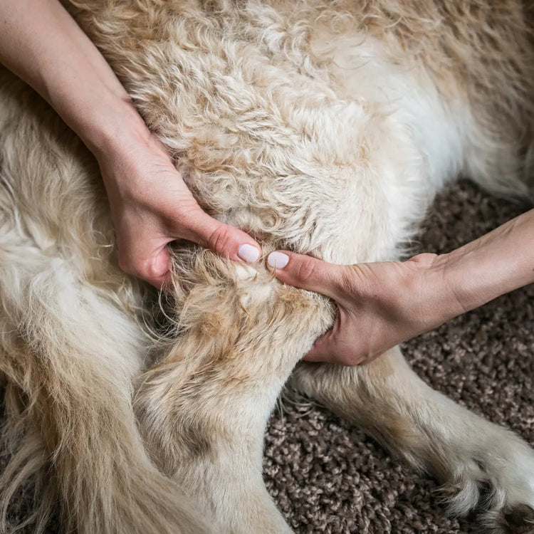 Dog Dislocated Hip: Symptoms, Treatment, and Recovery Options The Happy ...